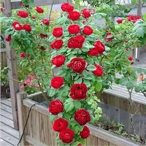 MAA Rose, Flower seeds Seed Price in India - Buy MAA Rose, Flower seeds ...