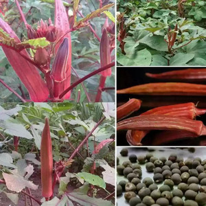 Arshiayat lady finger red okra Seed Price in India - Buy Arshiayat lady ...