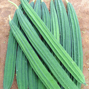 VibeX Ridge Gourd Tori Seeds[250 Gms, 1250 Seeds] Seed Price in India ...