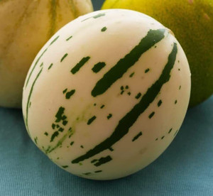 WILLVINE GBPUT-112 Snow Leopard Melon Seeds | Very Rare Seed Price in ...