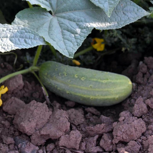 WHYGI Heirloom Jointed Gourd-Hairy Melon Seeds(Mokwa Long)-CuC_837 Seed ...