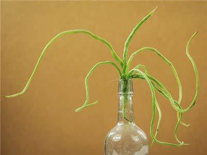 KANAYA Indian Vegetable Beans Singra Hybrid Seed Price in India - Buy ...