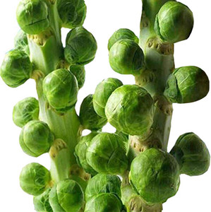 Aywal Patta Gobhi Seed Price in India - Buy Aywal Patta Gobhi Seed ...