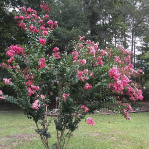 VibeX ® RXI-604 Peppermint Lace Crape Myrtle Seed Price in India - Buy ...