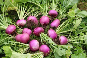 MYLAWN Turnip Purple Queen Seed Price in India - Buy MYLAWN Turnip ...