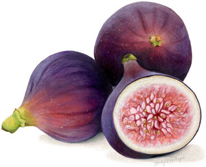 CARIBBEAN PREMIUM HYBRID FIG ANJEER Seed Price in India - Buy CARIBBEAN ...