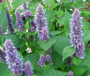 CYBEXIS Hybrid Korean Mint, Giant Hyssop Seeds2800 Seeds Seed Price in ...