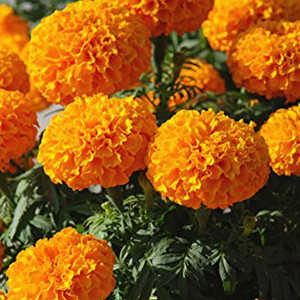 GETYFII Hybrid Orange Marigold Genda Flower Seeds 100 Beej M27 Seed ...