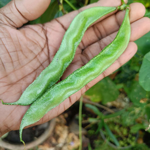 naturehils Runner Beans 100% Organic High Germination Vegetable Seeds ...