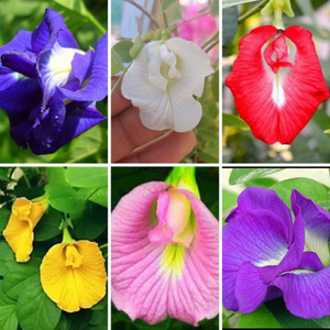 Urvaar Aparajita Flower Seeds Double Mixed, Clitoria ternatea Seeds ...