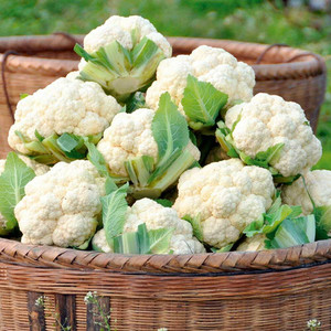 TRICONE Hybrid Suhasini Cauliflower Phool Gobhi Gardening 10 GRAM Seeds ...