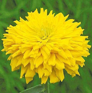 CYBEXIS NBIR-8 - Russian Zinnia Cactus God of The Sun of Zinnia Cactus ...