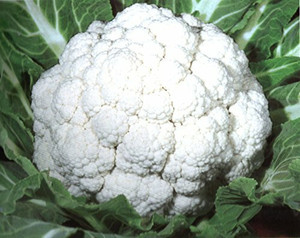 TRICONE Hybrid Suhasini Cauliflower Phool Gobhi Gardening 10 GRAM Seeds ...