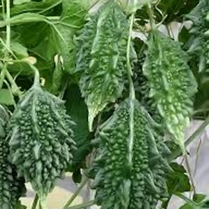 SREE Karola seed, Bitter Guard, Hybird Seed Price in India - Buy SREE ...