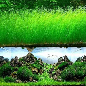Earth Hopper 125+Seeds- Aquarium Grass Plants Seeds Seed Price in India ...