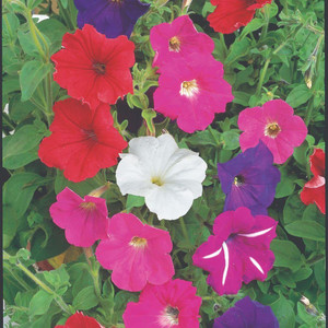 ario Petunia Star Pro Flower Mix Seed Price in India - Buy ario Petunia ...