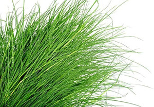 GREENSEA Bermuda Grass, Doob Grass, Lawn Grass Seed Price in India ...