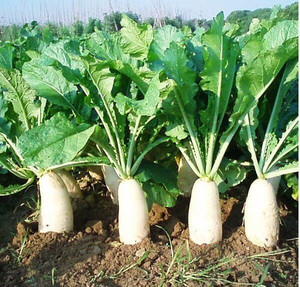 Arshiayat Hybrid Radish/Mooli/Muli Best Long Vegetable Seed Price in ...