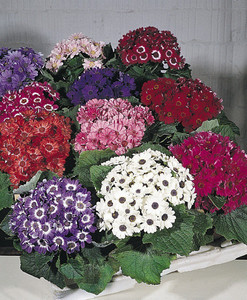 Kraft Seeds Cineraria Starlet Hybrid Flower Seeds Seed Price in India ...