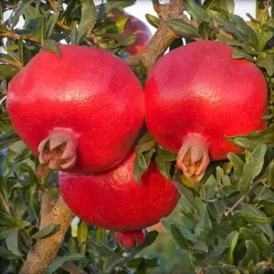 Chalisa Pomegranate, Anaar Seed Price in India - Buy Chalisa ...