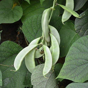 Aro Dolichos, Dolichos Beans Seed Price in India - Buy Aro Dolichos ...