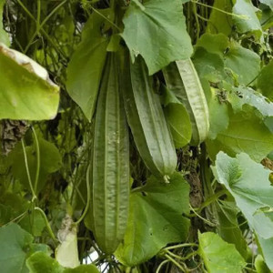 MAA Ridge Gourd, Turai, Luffa Seed Price in India - Buy MAA Ridge Gourd ...