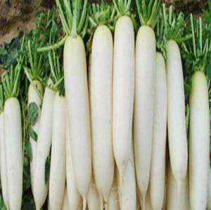 Kingdom HYBRID R32 WHITE RADISH (MULI) Seed Price in India - Buy ...