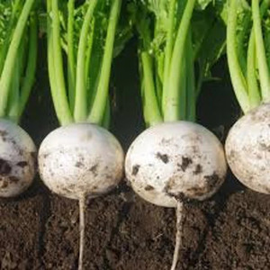 MYLAWN Shalgam/Shalgum/Turnip Plant Seed Price in India - Buy MYLAWN ...