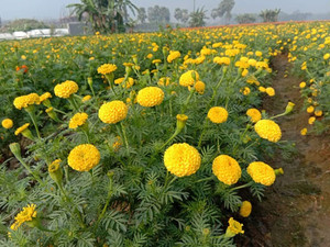 Seedsqlty genda seeds for planting, high germination (500 seeds) Seed ...