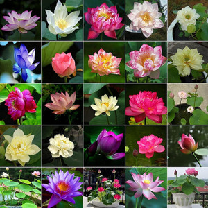 VibeX ® VXI-77 Aquatic Mini Lotus Flowers Seeds Seed Price in India ...