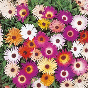 bella Ice Plant Flower Seeds for Winter Season - Seeds, Home & Terrace ...