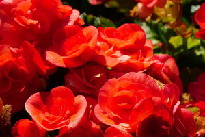 CYBEXIS Begonia Scarlet Mocha Seed Price in India - Buy CYBEXIS Begonia ...