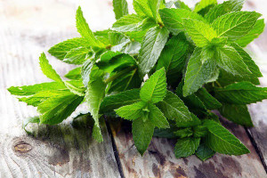 FOURGANIC PEPPERMINT (Mentha piperita) HERB Seed Price in India - Buy ...