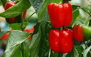 Aywal Red Color Capsicum, Shimla Mirch Seed Price in India - Buy Aywal ...