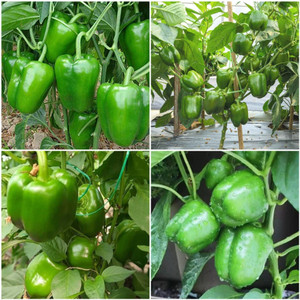 EcoFusion Capcicum vegetable seeds Seed Price in India - Buy EcoFusion ...