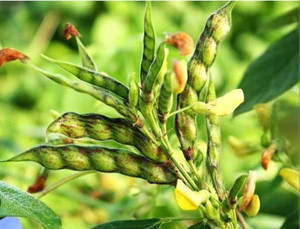 Hybrid tuar 100g tuar seed, arhar dal seed, red gram seed highest yield ...