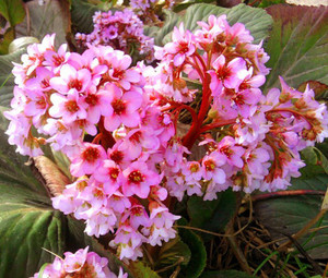 JVK bergenia flower beautiful flower hybrid seeds 1-packet Seed Price ...