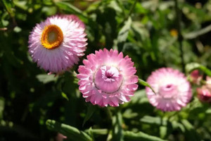 Aro Helichrysum Seed Price in India - Buy Aro Helichrysum Seed online ...