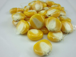 VibeX ® XLR-473 Giant Peruvian Yellow Corn Seed Price in India - Buy ...