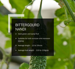 CYBEXIS BITTERGOURD NANDI SEEDS(100 Seeds) Seed Price in India - Buy ...