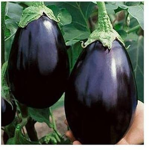 ACCELCROP F1 HYBRID BRINJAL ROUND/ GOOL BAINGAN SEEDS FOR KITCHEN ...