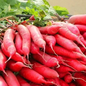 MAA Radish Red, Muli Seed Price in India - Buy MAA Radish Red, Muli ...
