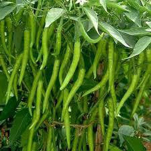 greenfarm Green Chilli Seed ,Mirchi seeds Organic , (1000 X Seeds) u21 ...