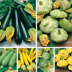 KNESSiN Zucchini/Summer Squash 6 Types Seed Price in India - Buy ...