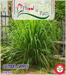 Phool n Patti LEMON GRASS SELECTION [Home Garden Seeds Eco Pack] [AVG ...