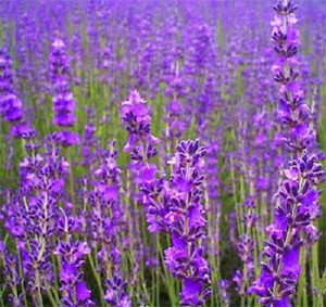 MOOFGA True ENGLISH LAVENDER VERA Lavandula Angustifolia Vera Seed ...