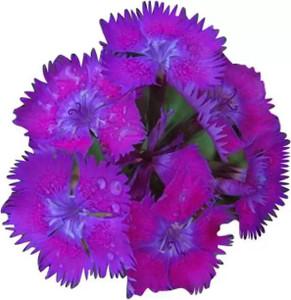 Aro Dianthus Seed Price in India - Buy Aro Dianthus Seed online at ...