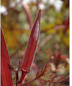Aywal Red Okra seeds White okra Heirloom F1 Hybrid variety Seed Price ...