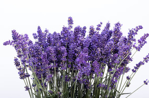 CEZIUS Flowering Ornamental True ENGLISH LAVENDER VERA Lavandula ...