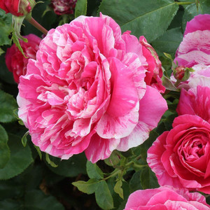 VibeX ® XXL-99 Raspberry Cream Twirl Climbing Rose Seed Price in India ...